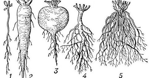 Делови на растението