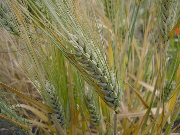 Centeno - Terapias Integrales Milenarias