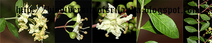 Biodiversity of Sri Lanka: මරතෝණ්ඩි[Marathondi]/Camphire/Henna/Tree ...