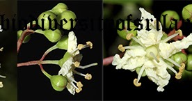 Biodiversity of Sri Lanka: මරතෝණ්ඩි[Marathondi]/Camphire/Henna/Tree ...