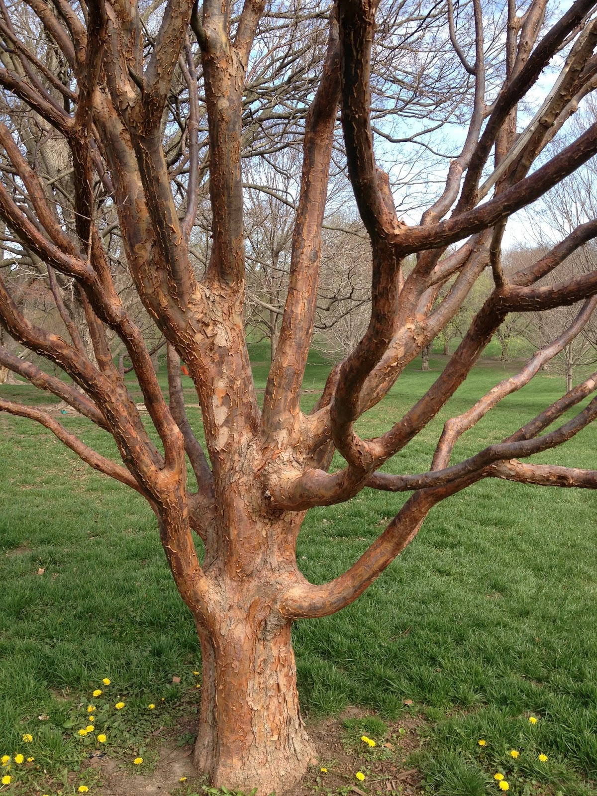 Arbor Veritas -(Tree Truth): 2018