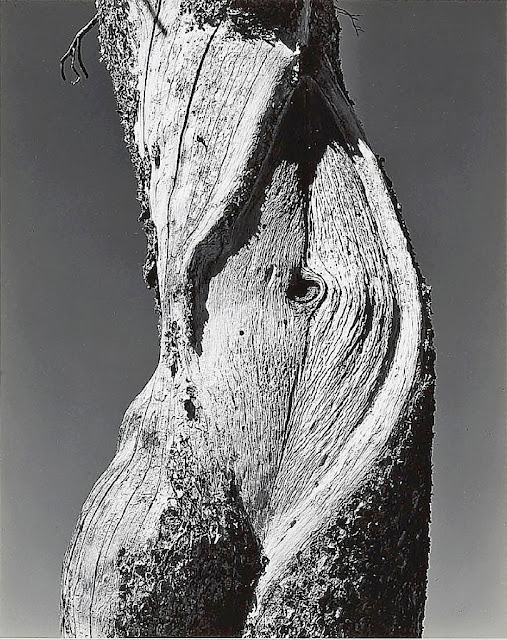 Los Grandes Fotografos: Edward Weston (1886-1958)