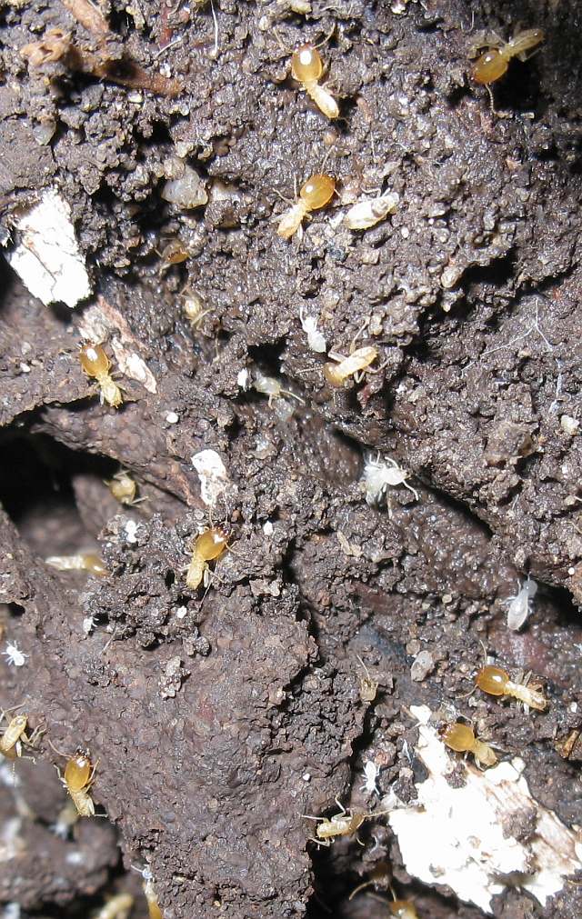 Photos and Info on Ants and Termites of Malaysia: Parrhinotermes