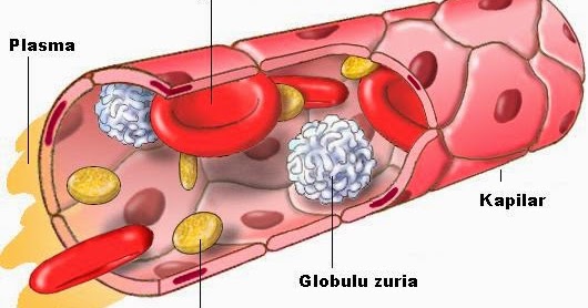 BIOLOGIA-GEOLOGIA DBH3: ODOLA