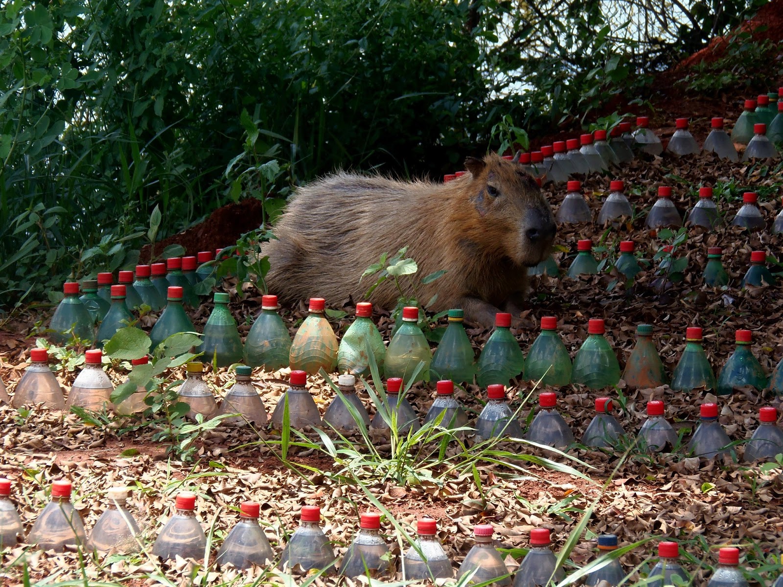 natureza selvagem: Capivara