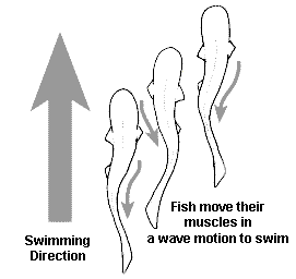 Moving Pictures Of Fish Swimming