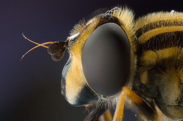 Awe & Some!: Amazing Insect Photography [26 Photos]