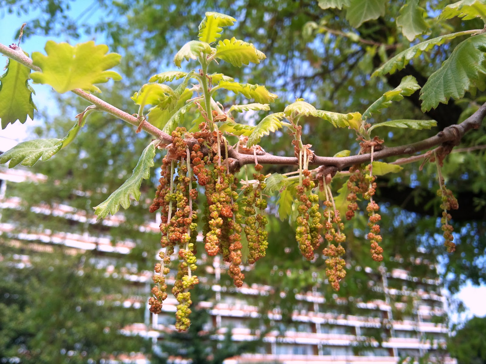Árboles con alma: Roble pubescente. Roure Martinenc. (Quercus humilis)