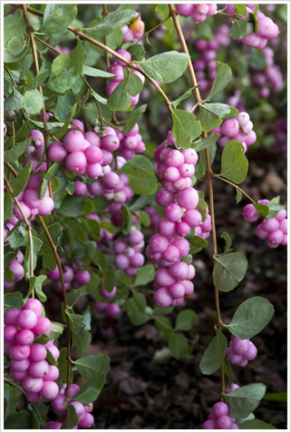 Kate Campbell's Word Garden: Fall in the Garden