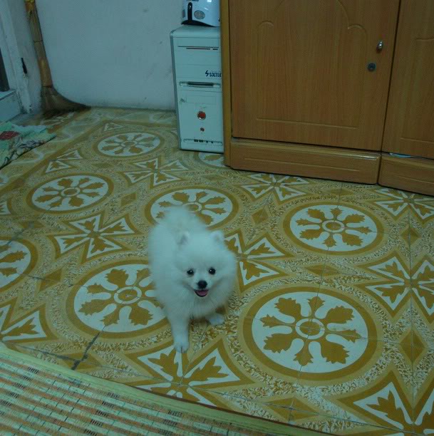 văn học vị nghệ thuật văn học vị nhân sinh