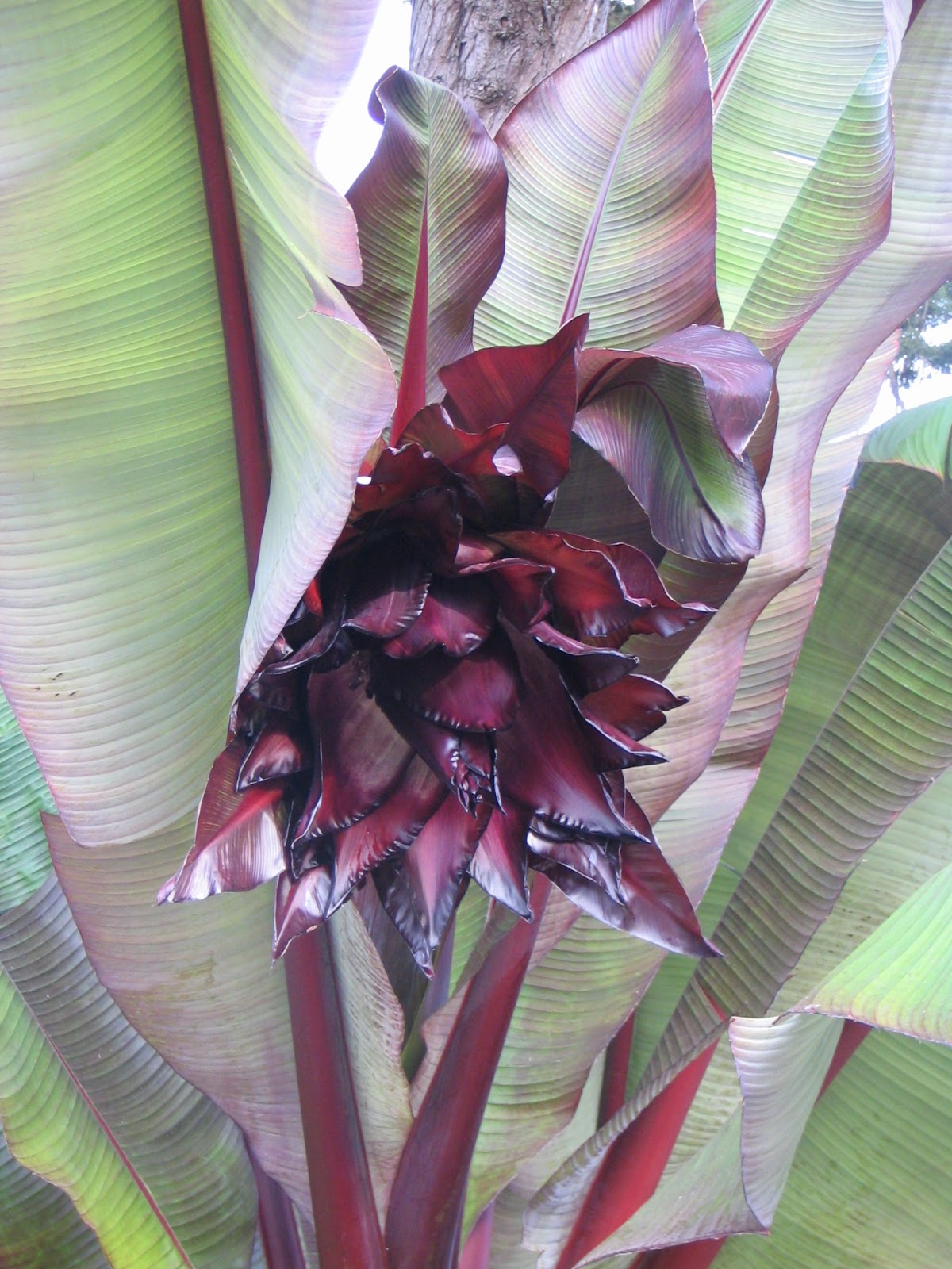 Trees of Santa Cruz County: Ensete ventricosum 'Maurelii'