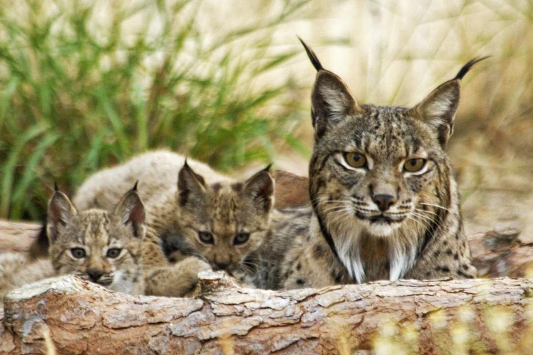 Geração Verde Portugal: Lince Ibérico em Portugal : prioridades no Vale ...