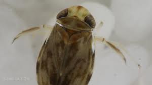 hebatnya muring | alitsuarnegara