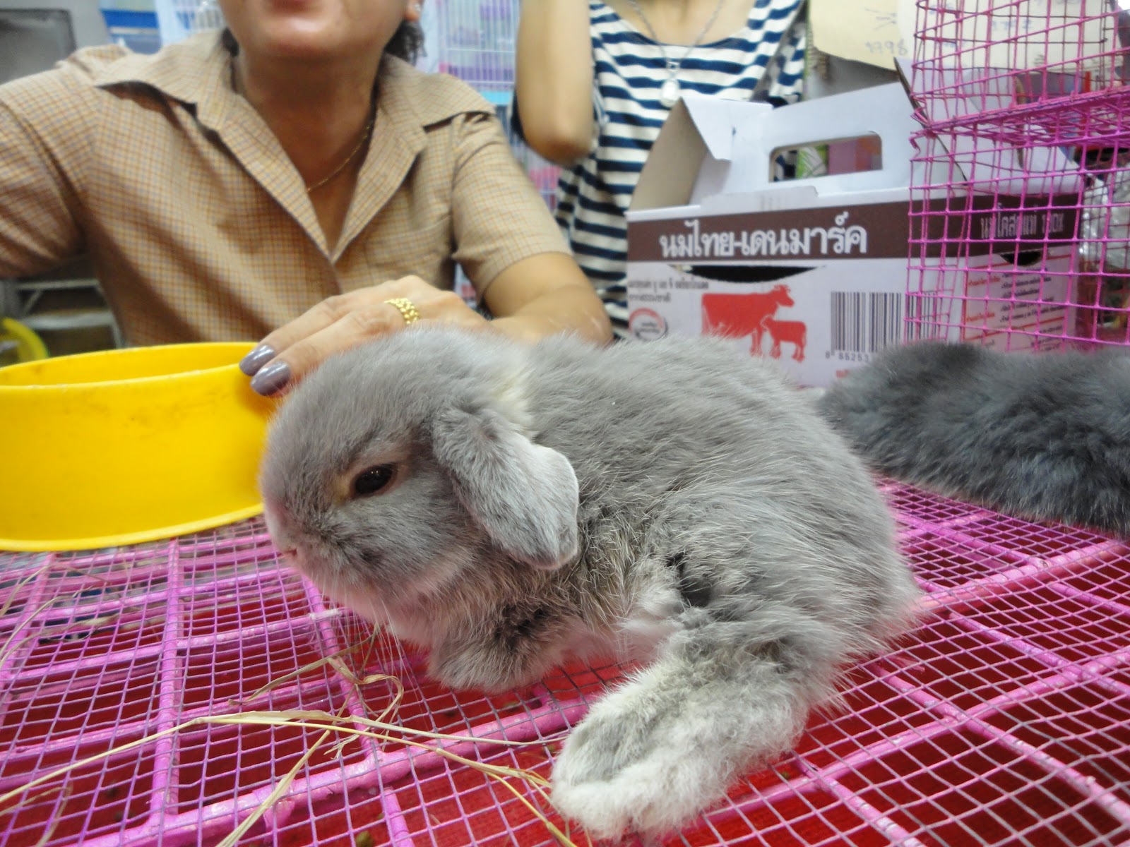 Oh, hey, Claudia: Bunnies, Bunnies, Bunnies Everywhere!