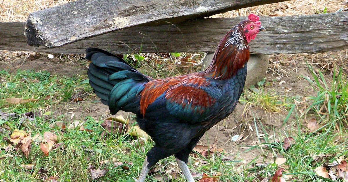 To Behold the Beauty: Like Chicken?