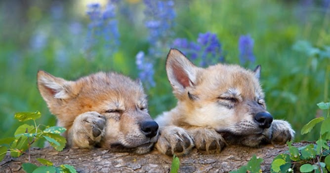 White Wolf : On World Animal Day These 10 Photos of Wolf Pups Is The ...