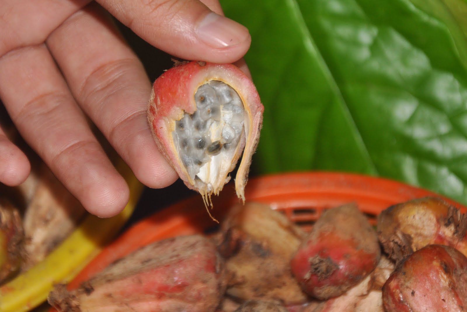 Market Teresang Kapit; Exotik dan Unik