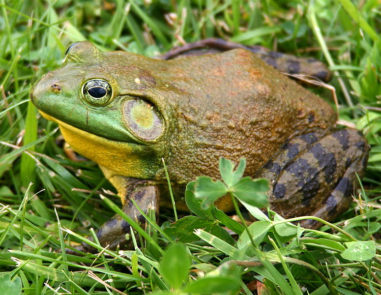 Animales en el Planeta: La rana toro (Lithobates catesbeianus ...