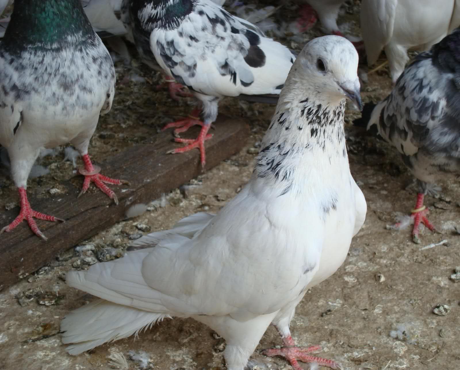 Choohay Kabooter (Pigeons) ~ Pakistani Pigeons Videos and Photos