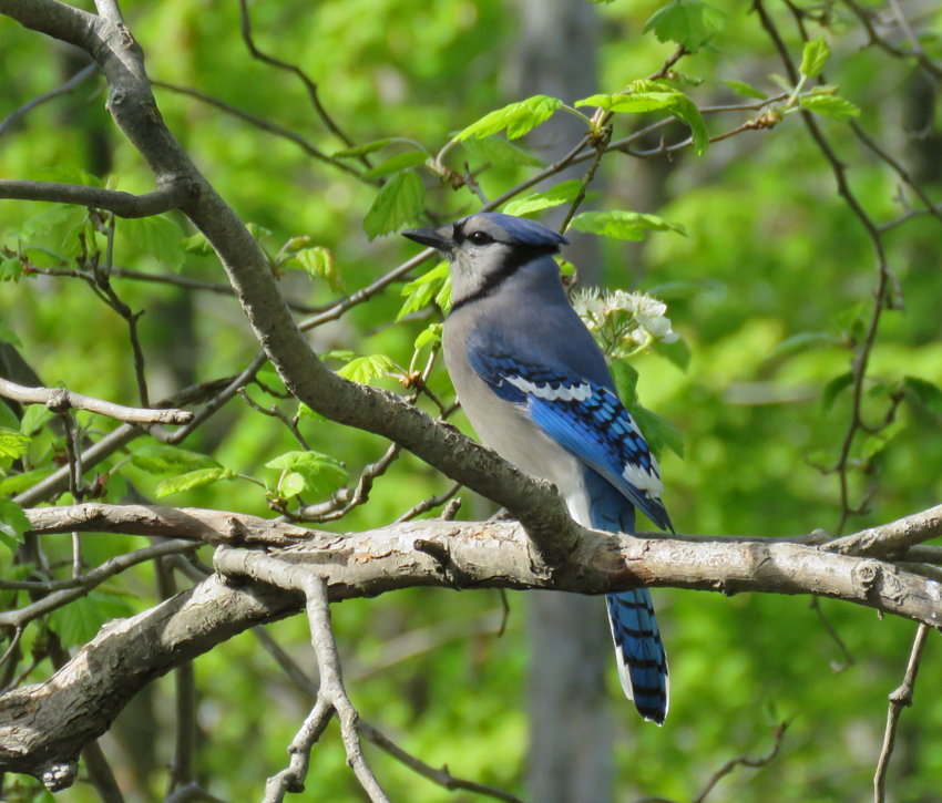 Life, Birding, Photos and Everything: Migration Time in Ohio