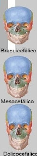 braquicefalo mesocefalico dolicocefalico