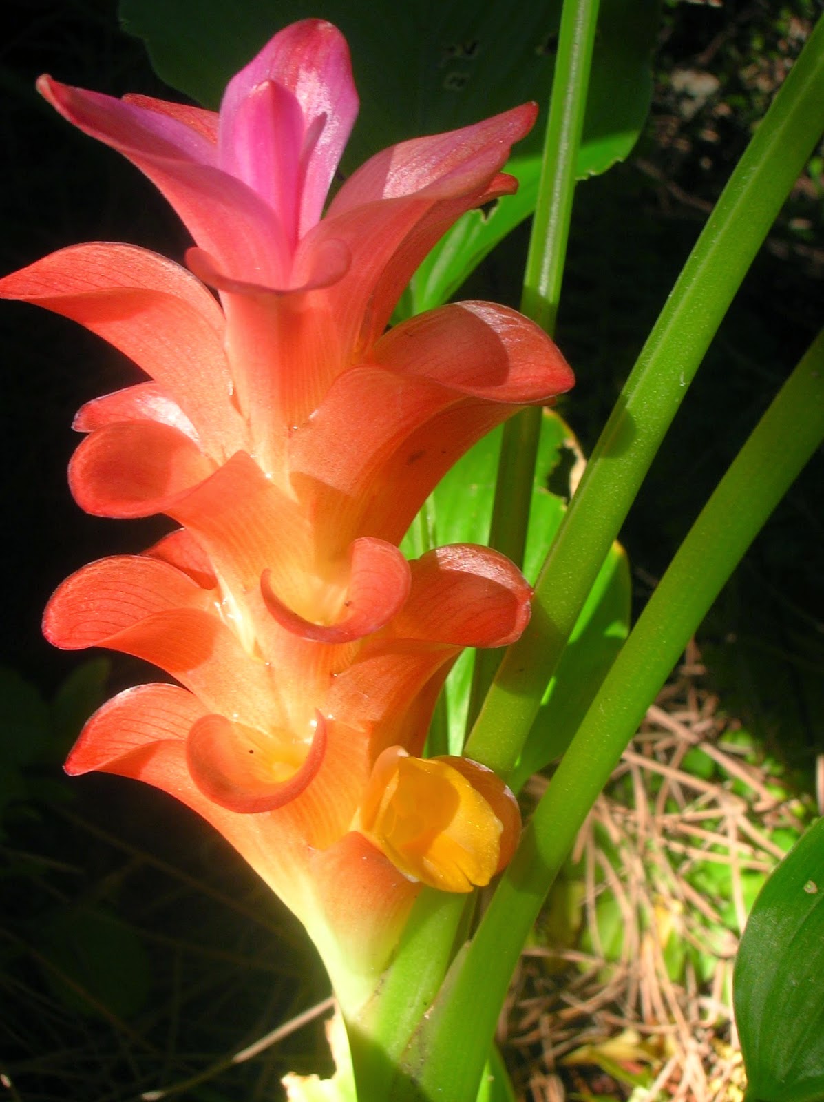 Recregarden: CURCUMA RED TORCH