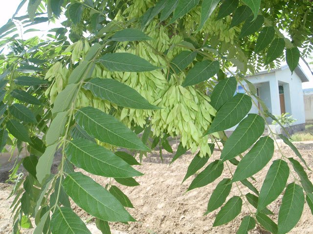 Xtremehorticulture of the Desert: Ash Tree Devasted Sewer Line
