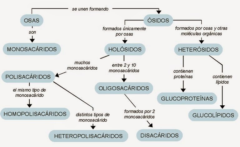 aulabiogeotoni: TEMA 2. 2º BACHILLERATO. BIOLOGÍA. GLÚCIDOS
