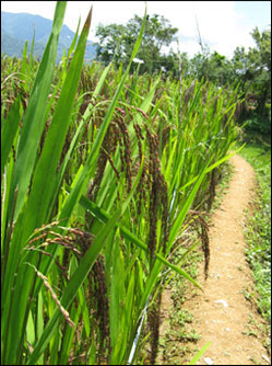 Philippine Technology~Bringing Back the Heirloom Rice