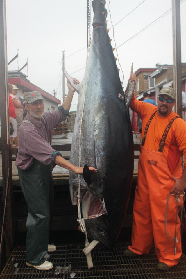 Maine Island Inn: Update on the Tuna