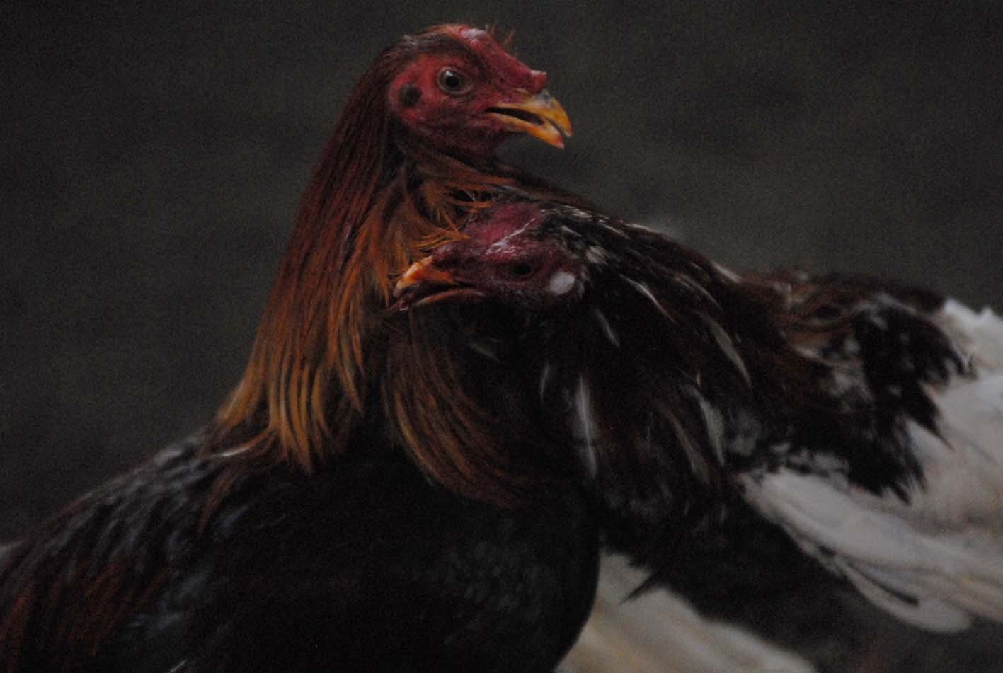 Reflejos de la realidad: EN TIEMPOS DE GALLOS-MARTÍN HERRERA