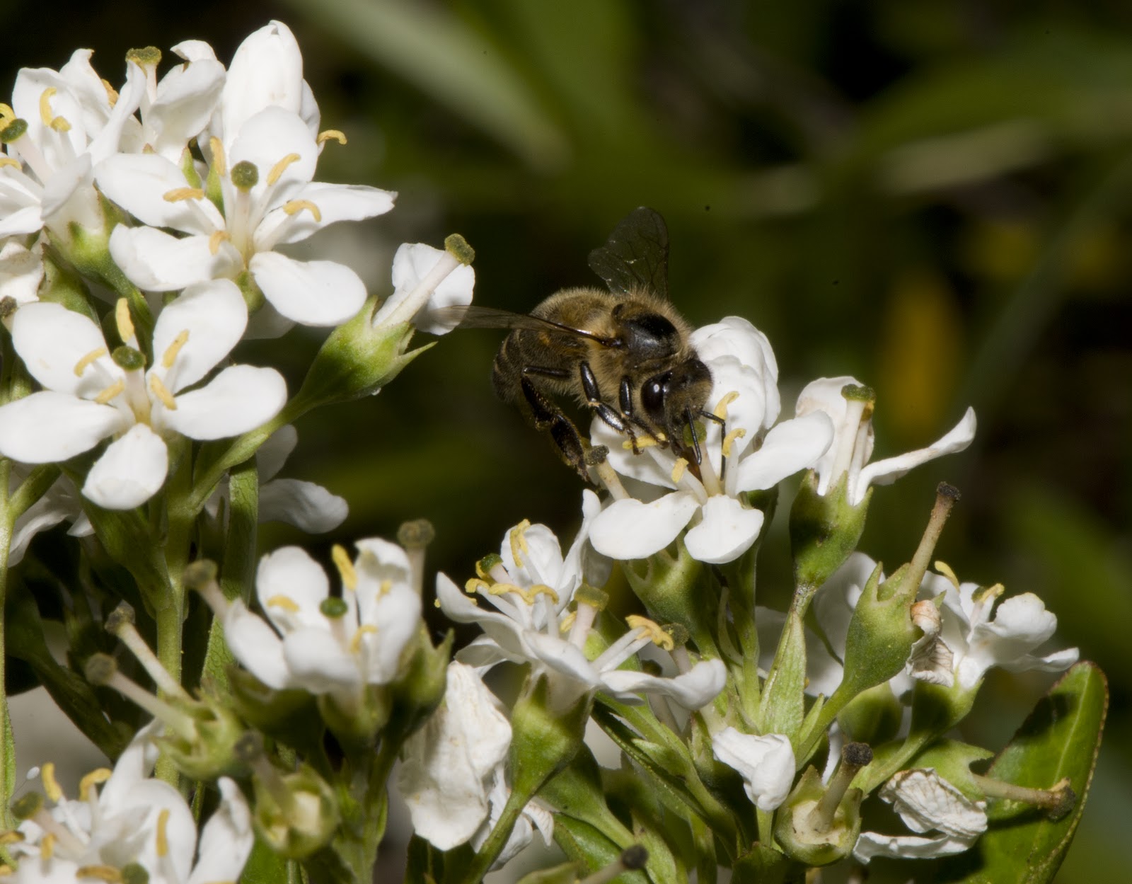 FOTOGRAFIAS DE LA FLORA AUTOCTONA DEL URUGUAY: ARBOL DEL PITO