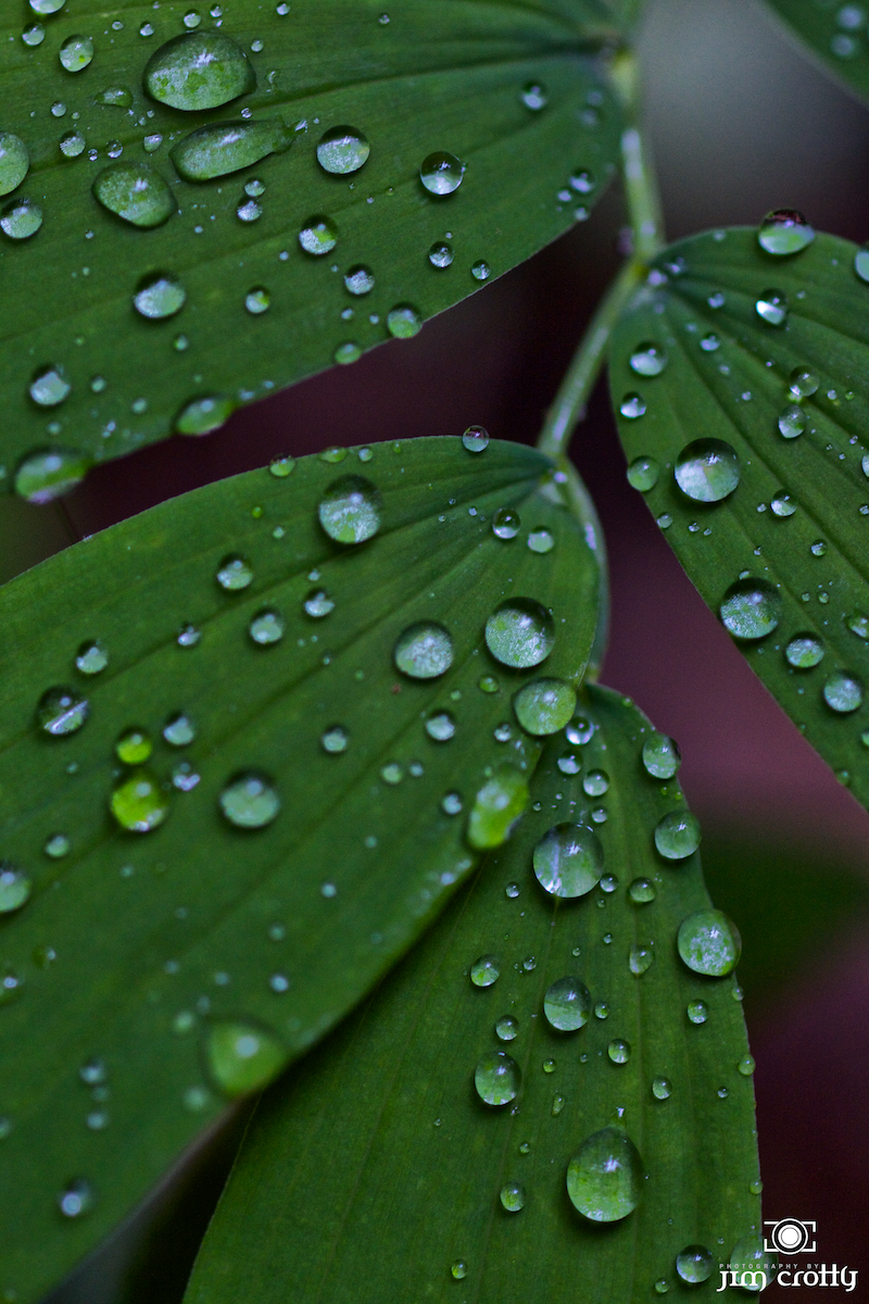 Pixels and Pics: Spring Nature Photography is Best in the Rain