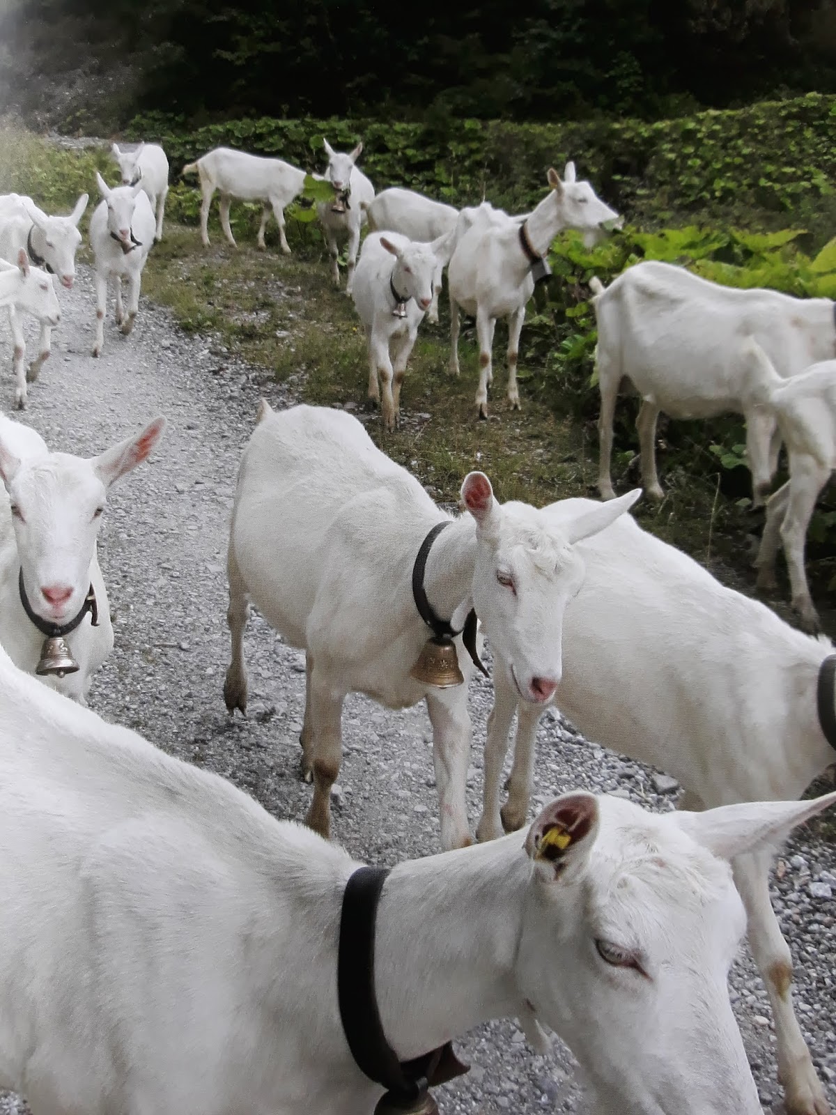 Pfauenziege GR: Aktuell