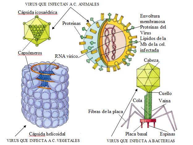 CURIOSIDADES CIENTÍFICAS : diciembre 2013