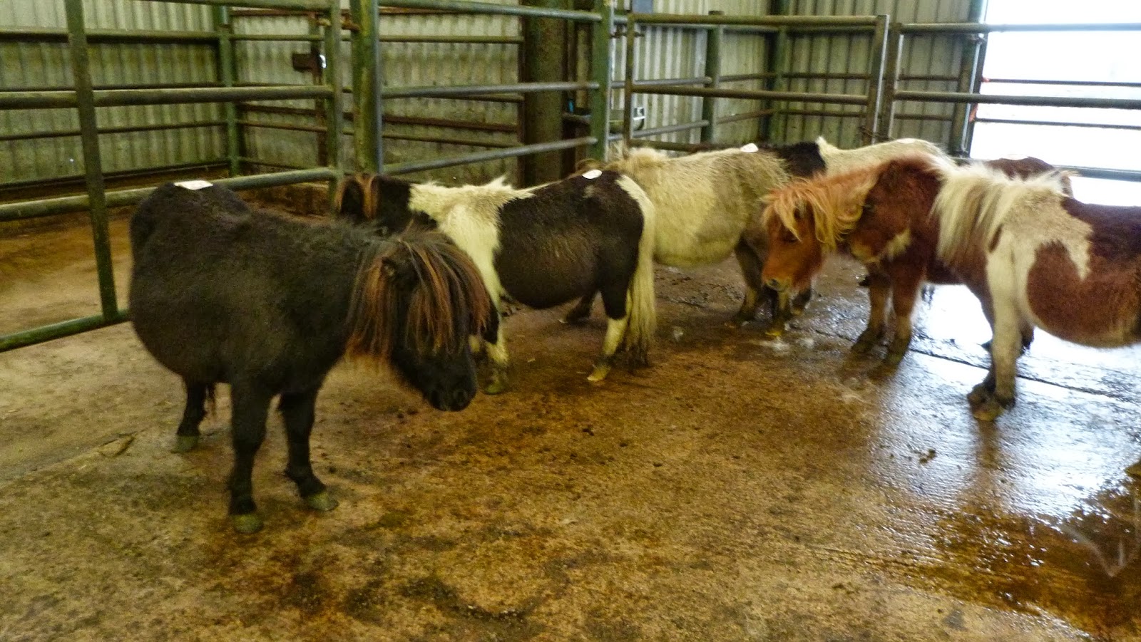 people4ponies blog: Hallworthy Market