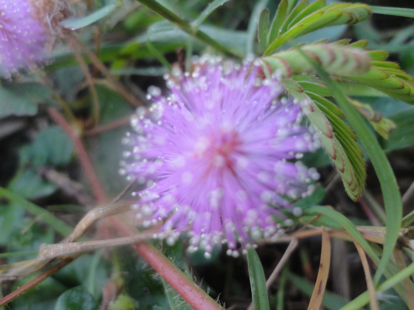 Singonolo Art.: Bunga Putri Malu