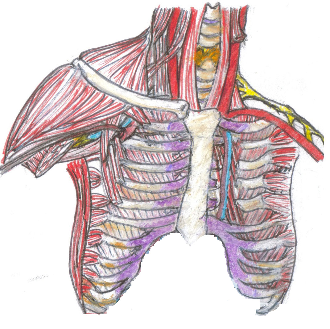 El Cuerpo Humano: El esternón, Estructura y Osificación