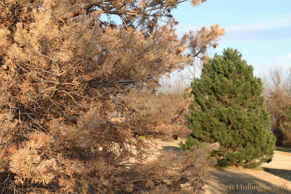 Prairie Rim Home: Pine wilt infestations