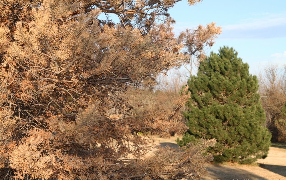 Prairie Rim Home: Pine wilt infestations