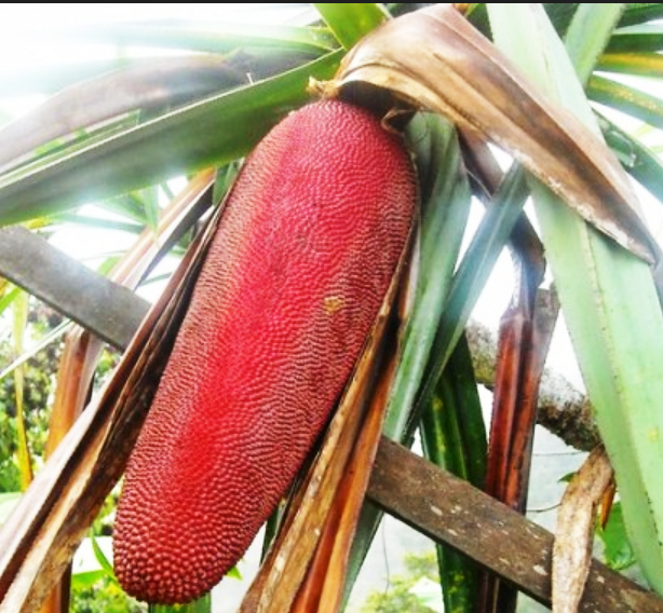Tumbuhan Buah Merah Dapat Ditemukan Di Daerah - Perumperindo.co.id