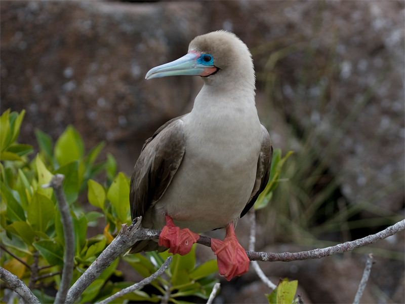 RED FOOTED BOOBY photos - wallpapers | the fun bank