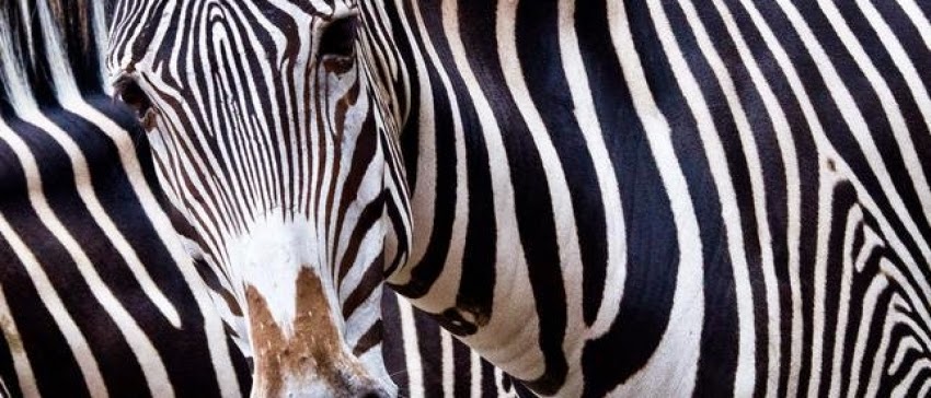 LA LEYENDA DEL TIEMPO: RAYAS DE CEBRA