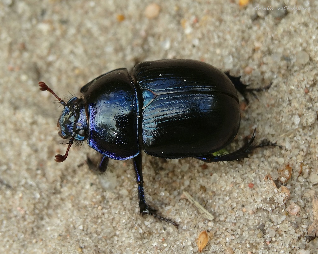 Chwile zaChwycone: Sanitariusz Wielki - mały żuk leśny