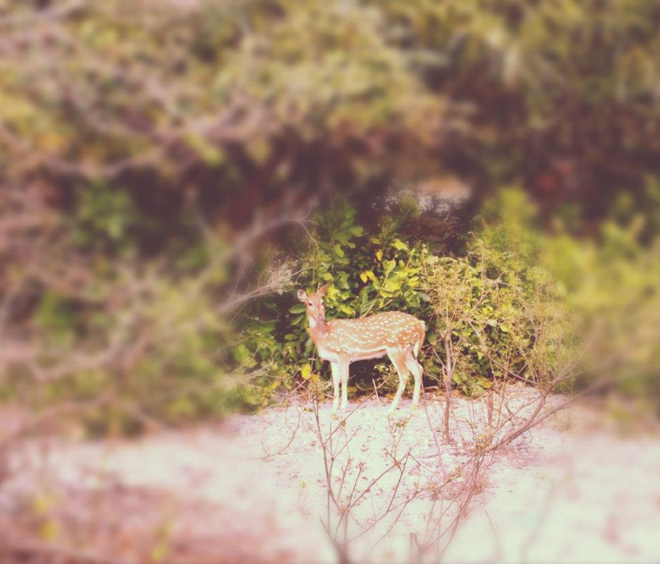 The Pensive: Flora and Fauna of Jim Corbett!