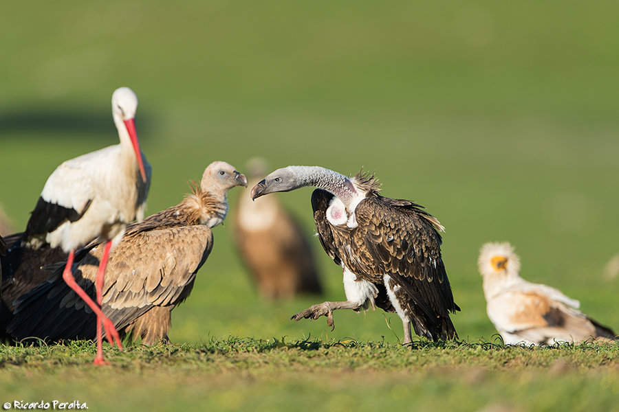 Ricardo Peralta. Fotógrafo de Naturaleza: Una rareza en España. Buitre ...