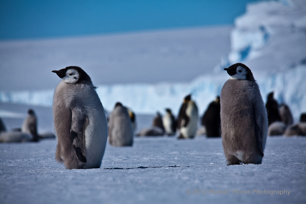 Antarctica - According to a Boilermaker Named Horse: Amanda Bay ...