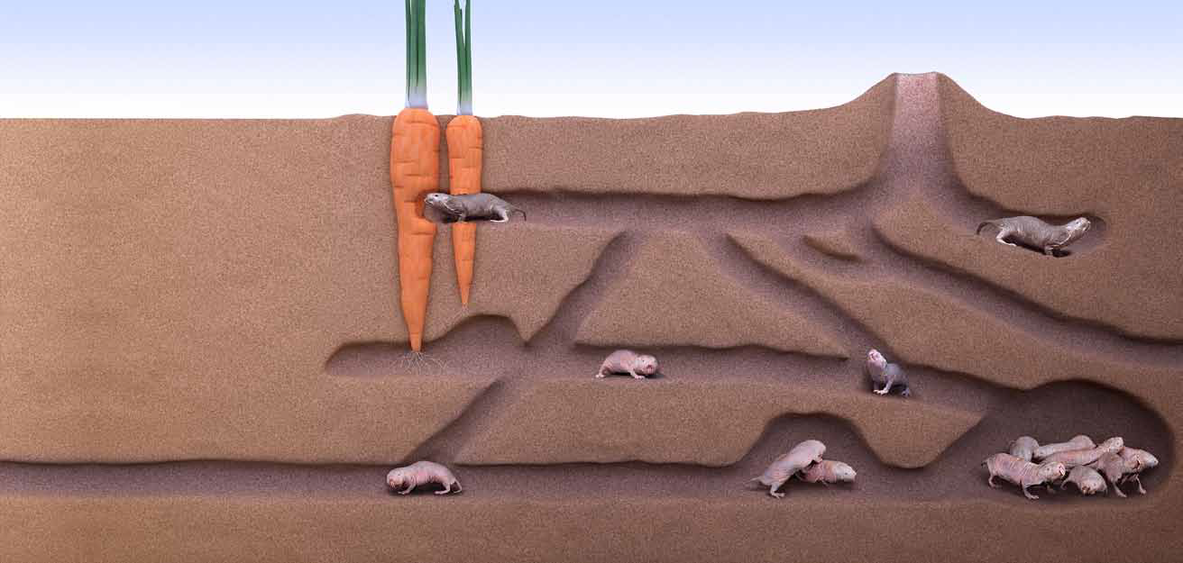 La Rata Topo casi inmortal