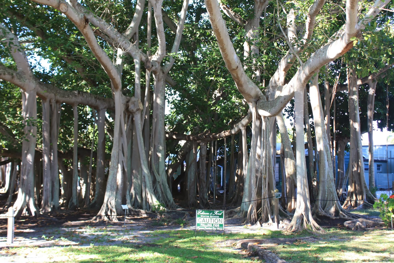 Meandering Joy: A visit to Thomas Edison's Winter Home
