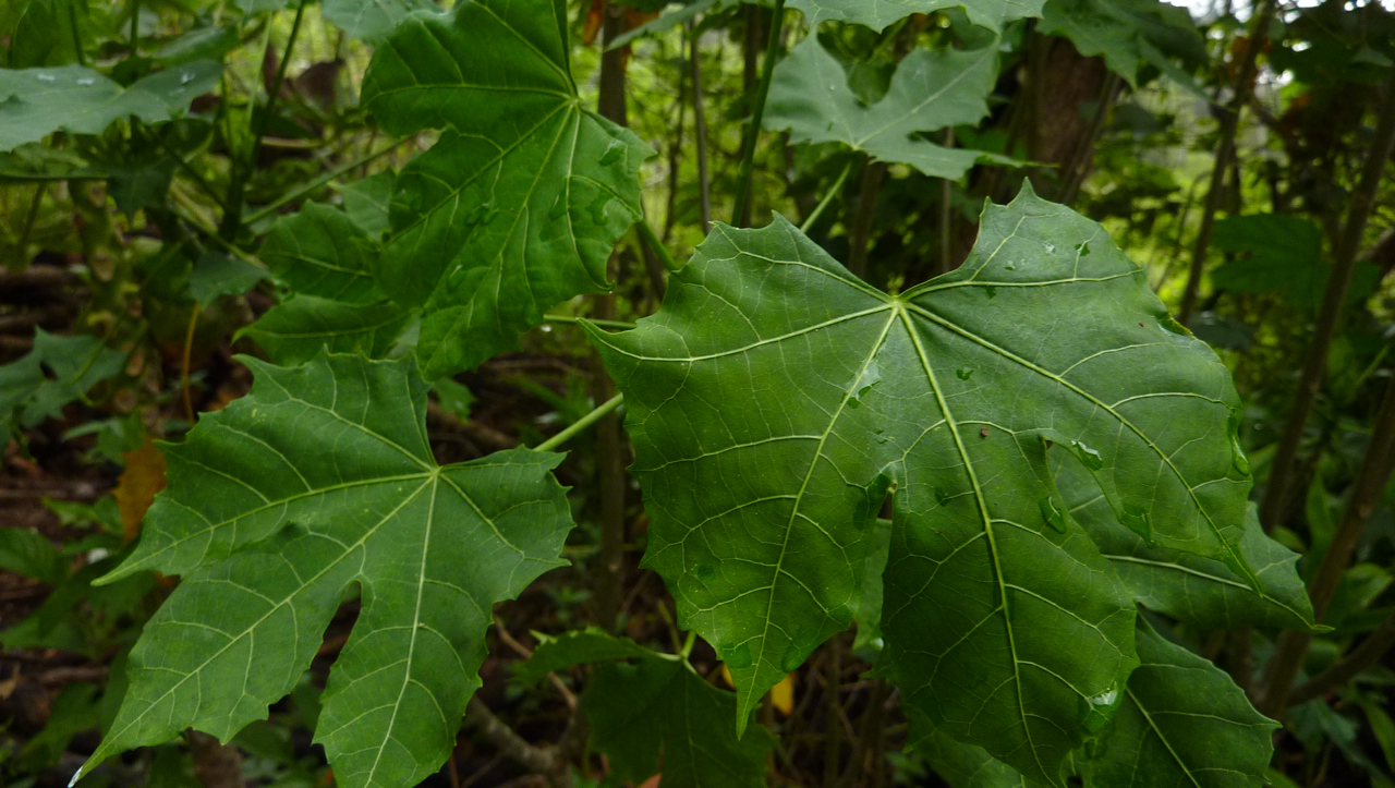 Salud Optima: Las maravillas de la chaya y su beneficios